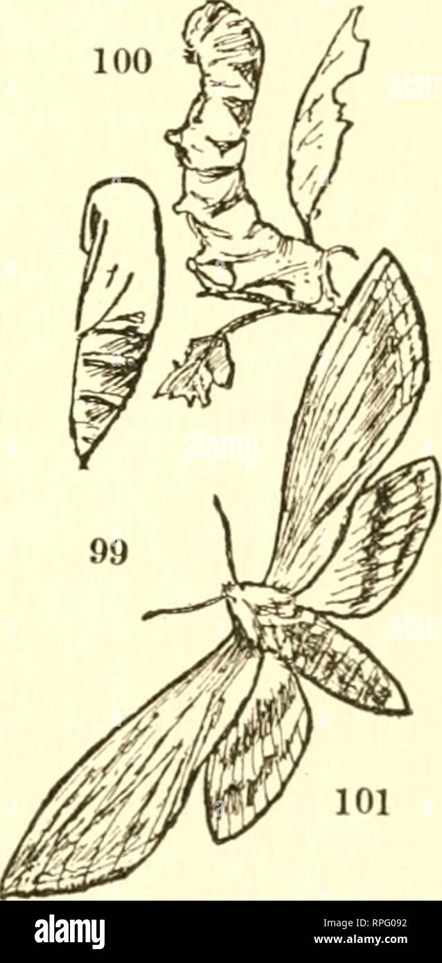 Largest flying insects hi-res stock photography and images - Alamy