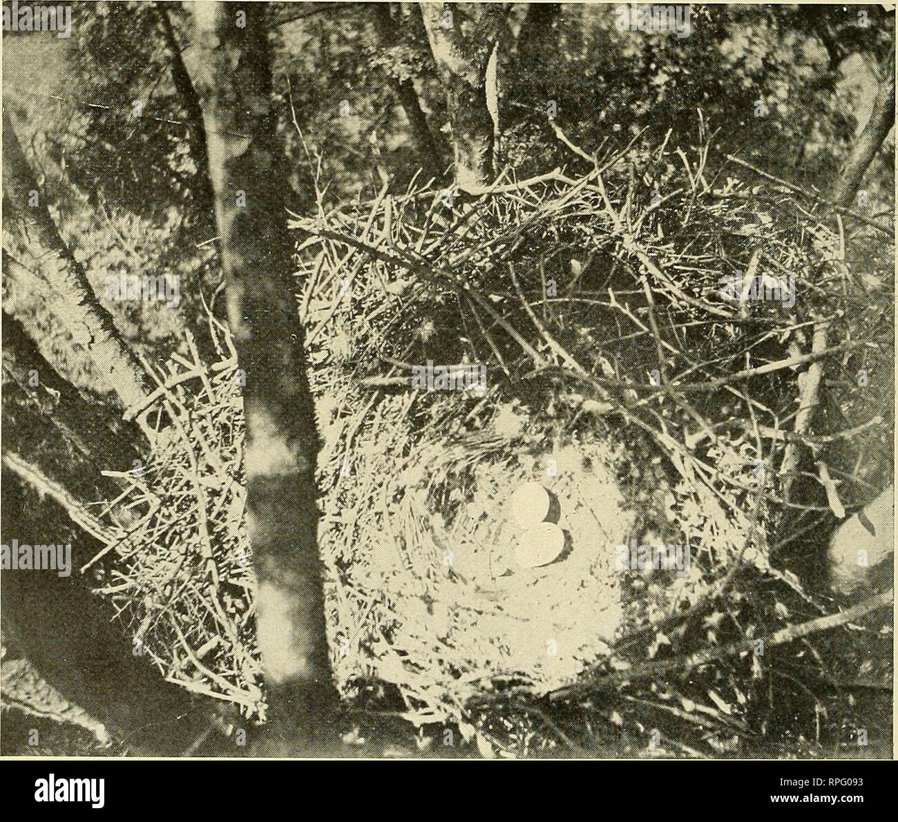 American crow nest hi-res stock photography and images - Alamy