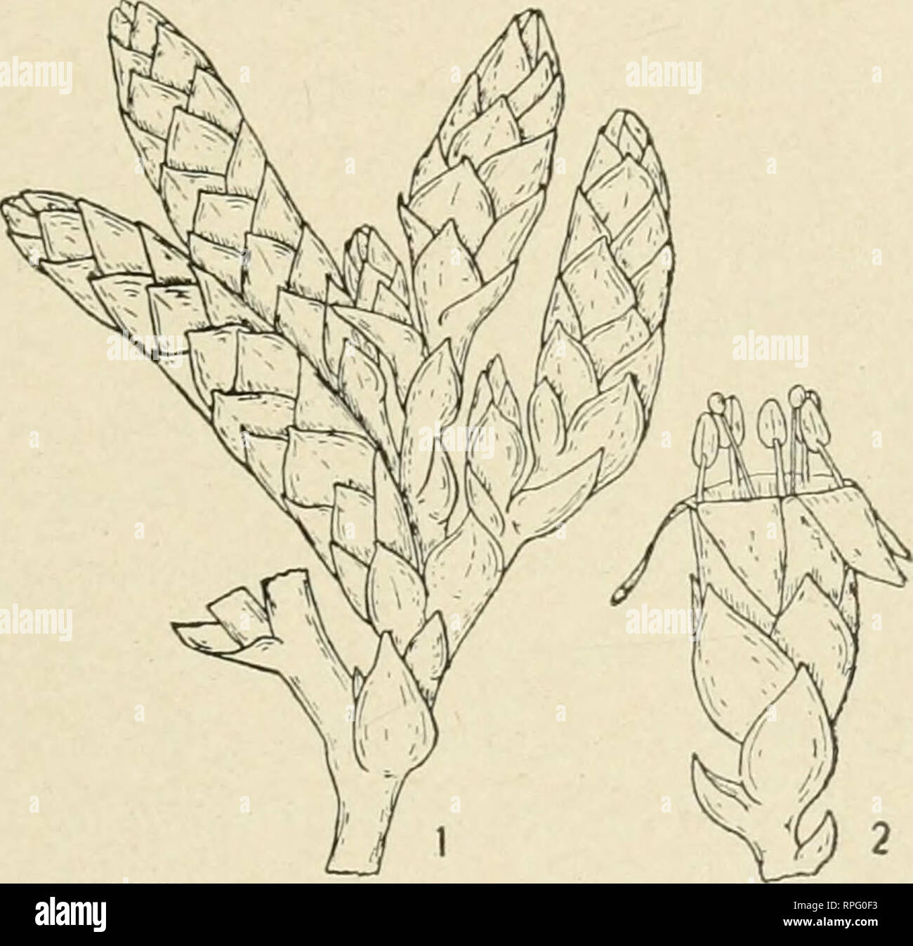 Flower dissection hi-res stock photography and images - Alamy