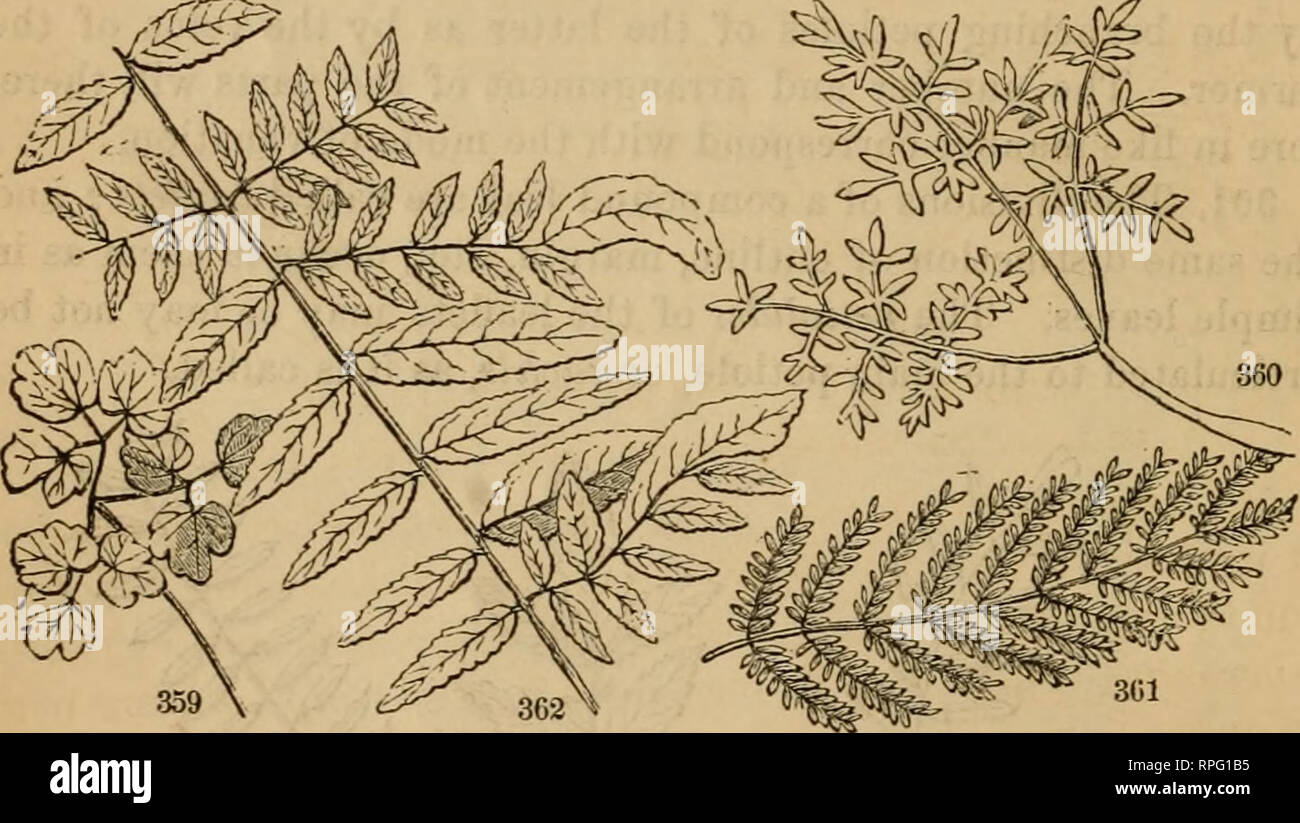 Trifoliate ternate hi-res stock photography and images - Alamy