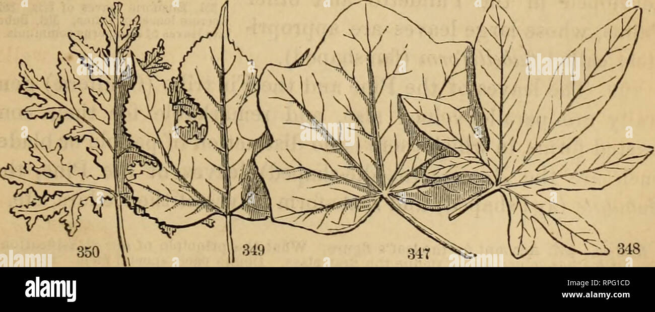 The passiflora cerulea hi-res stock photography and images - Alamy