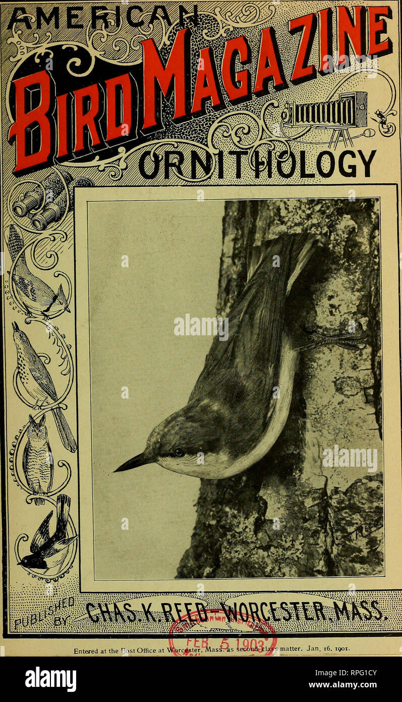 . American bird magazine, ornithology. Birds. Vol. 3, No. 2. FEBRUARY ...