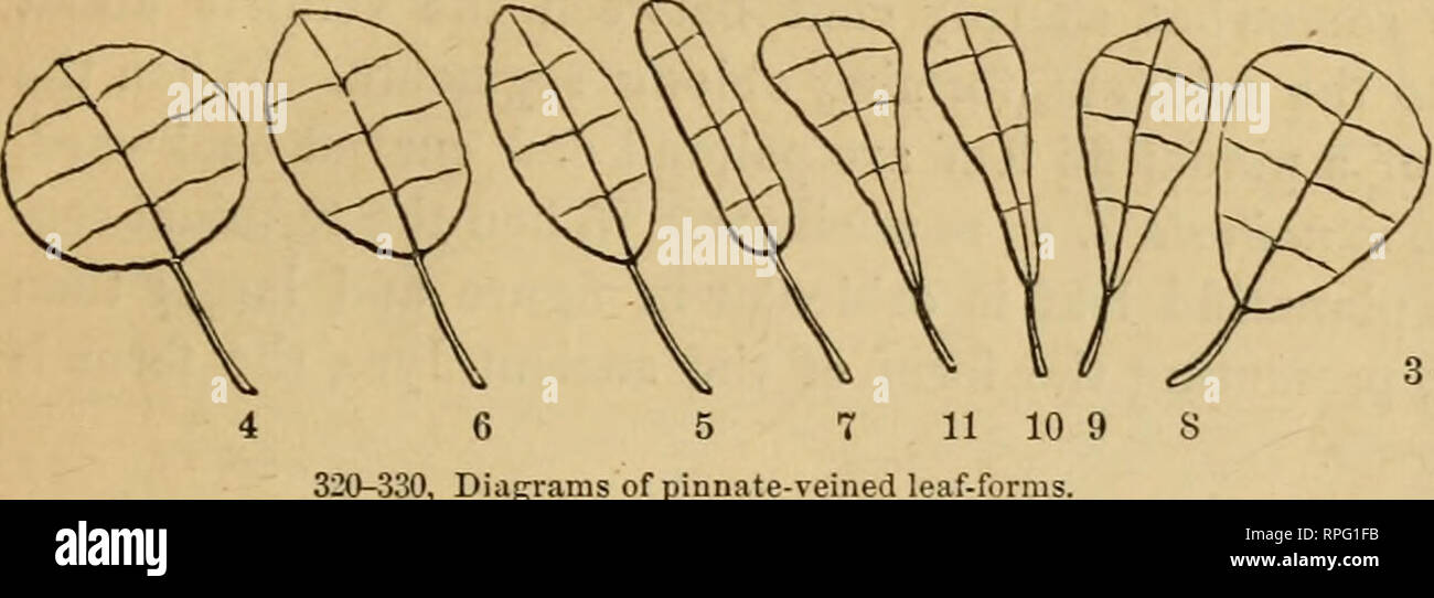 . The American botanist and florist: including lessons in the structure ...