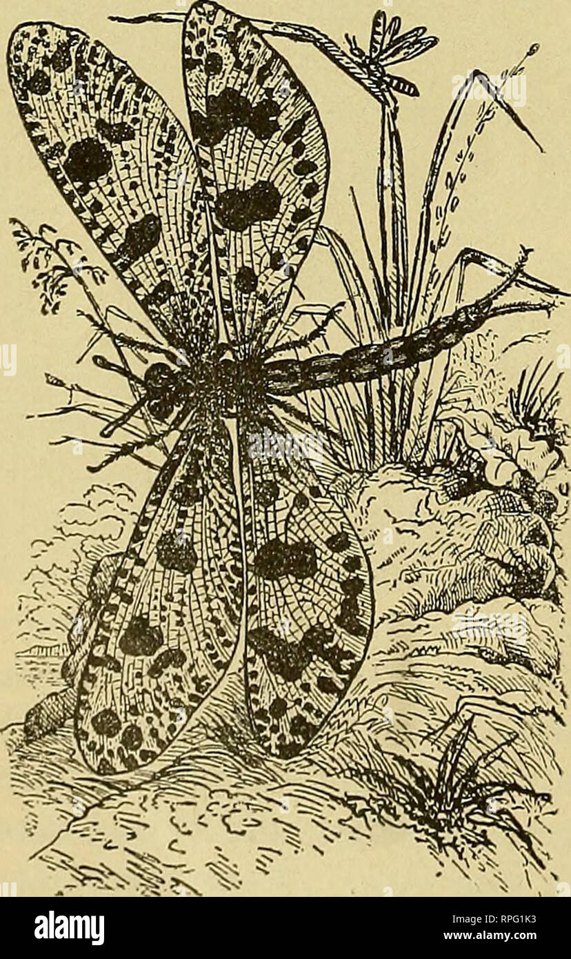 Bramble roots hi-res stock photography and images - Alamy