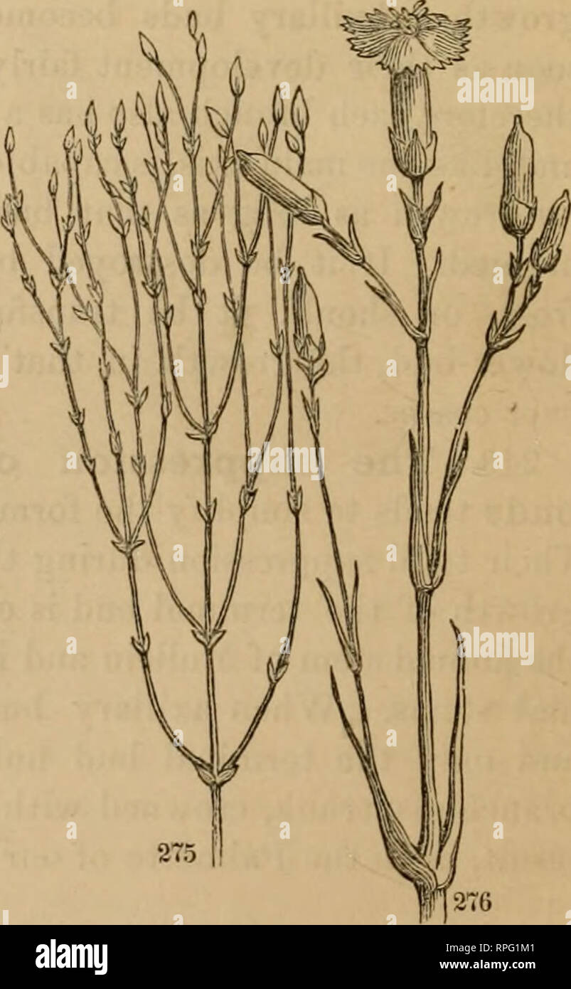 Axillary bud growth hi-res stock photography and images - Alamy