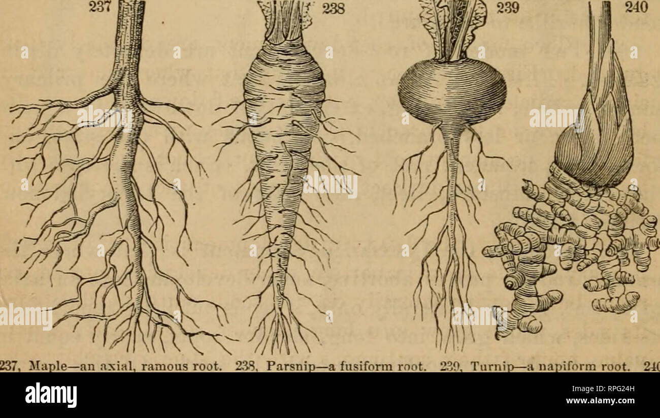 Woody tap root hi-res stock photography and images - Alamy