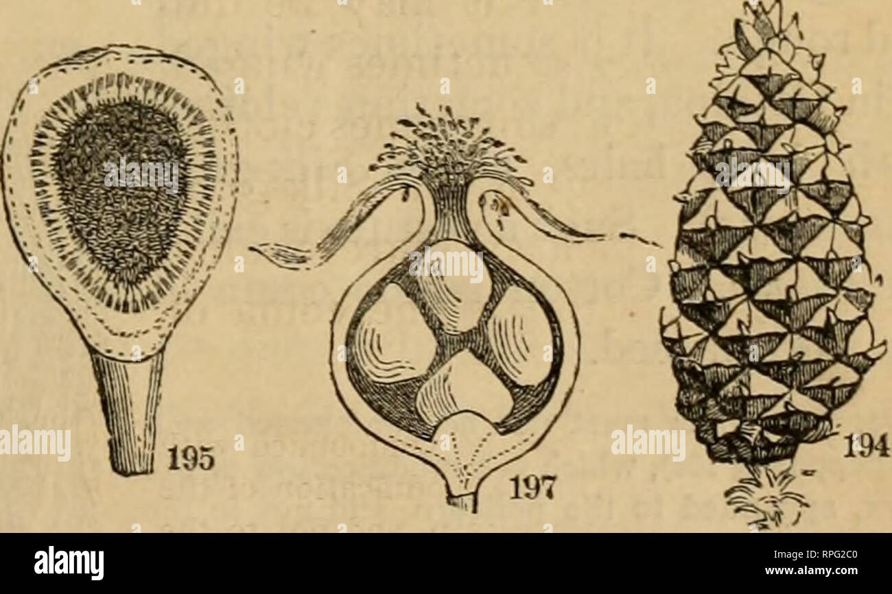 Rosa the simple life hi-res stock photography and images - Alamy