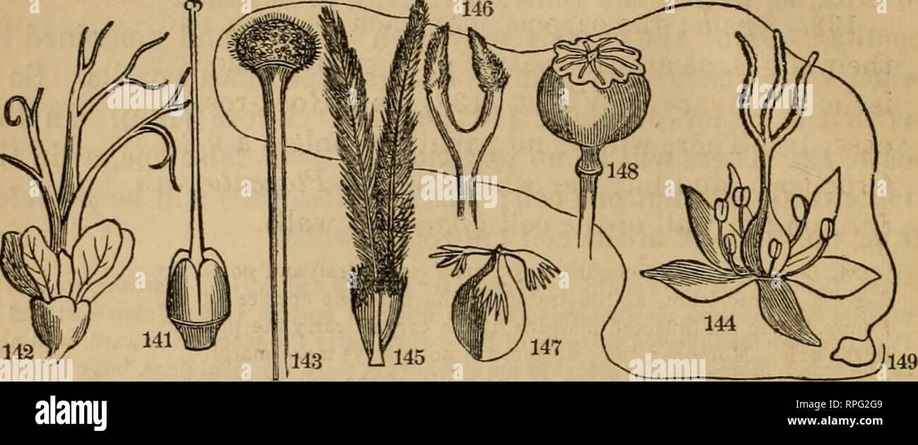 . The American botanist and florist: including lessons in the structure ...