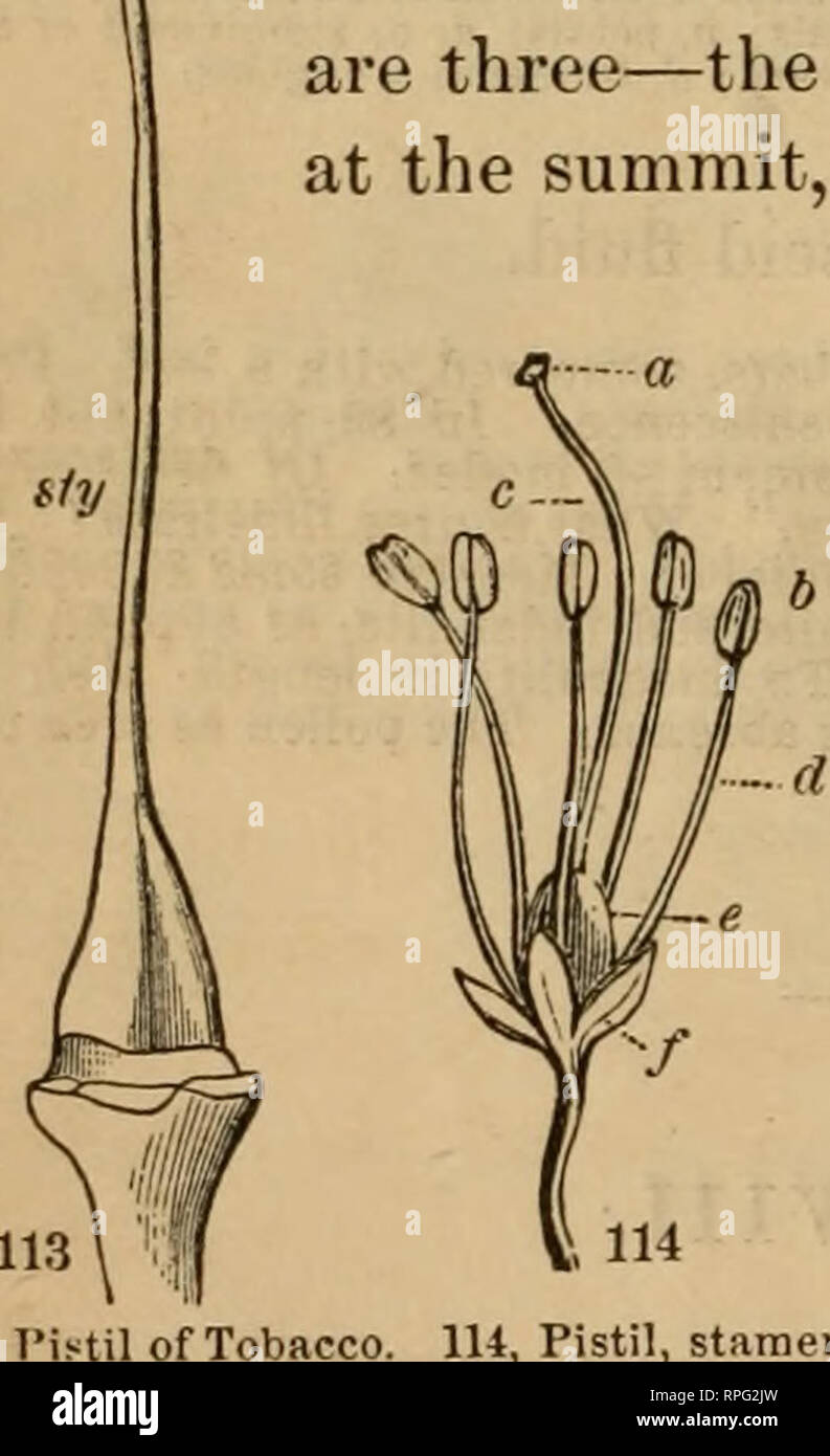 . The American botanist and florist: including lessons in the structure ...