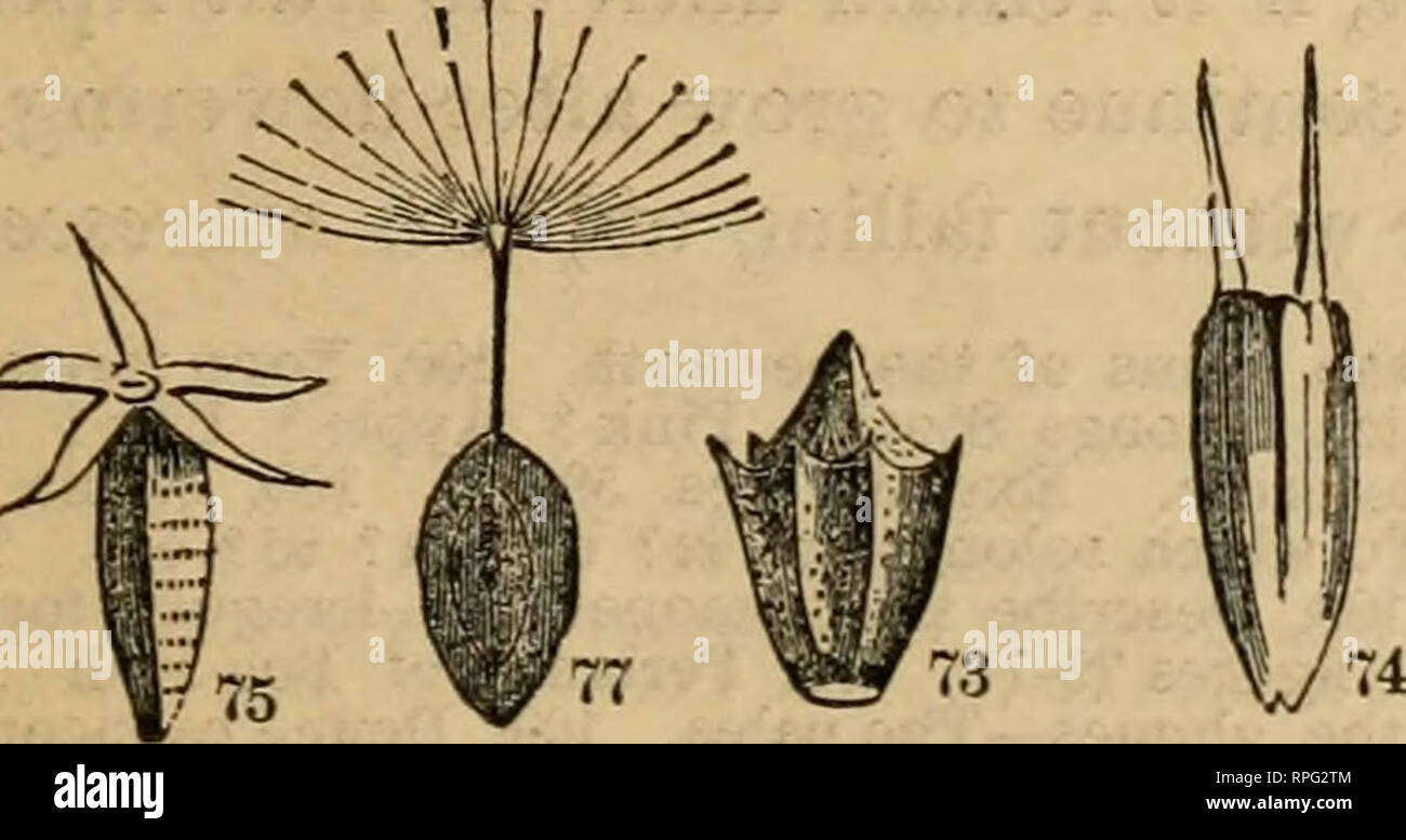 Lip shaped petals hi-res stock photography and images - Alamy