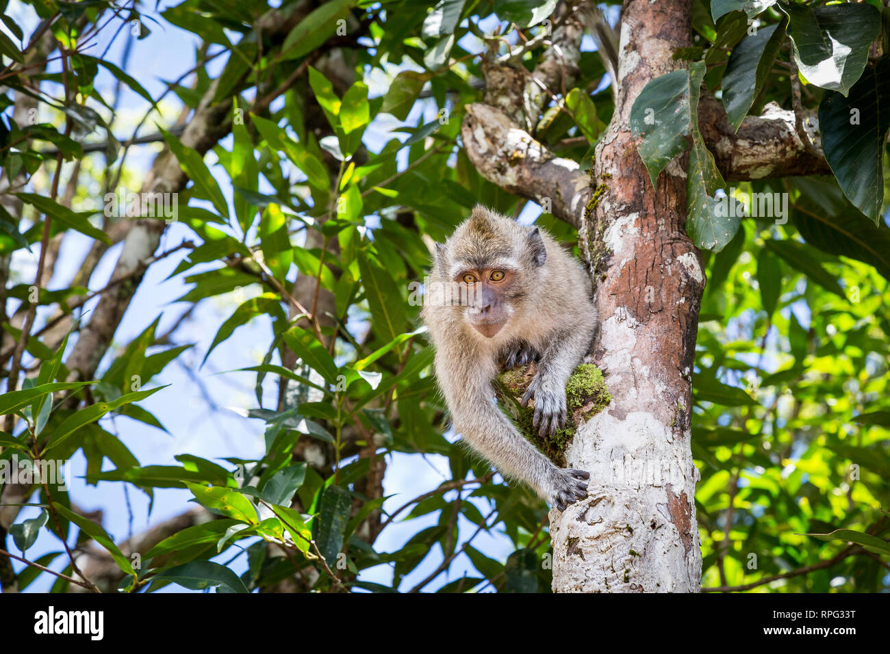 Long tailed or also called crab-eating macaque (Macaca fascicularis ...