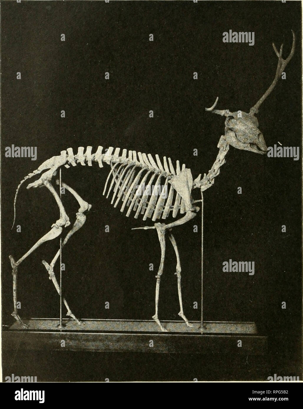 D osborni hi-res stock photography and images - Alamy