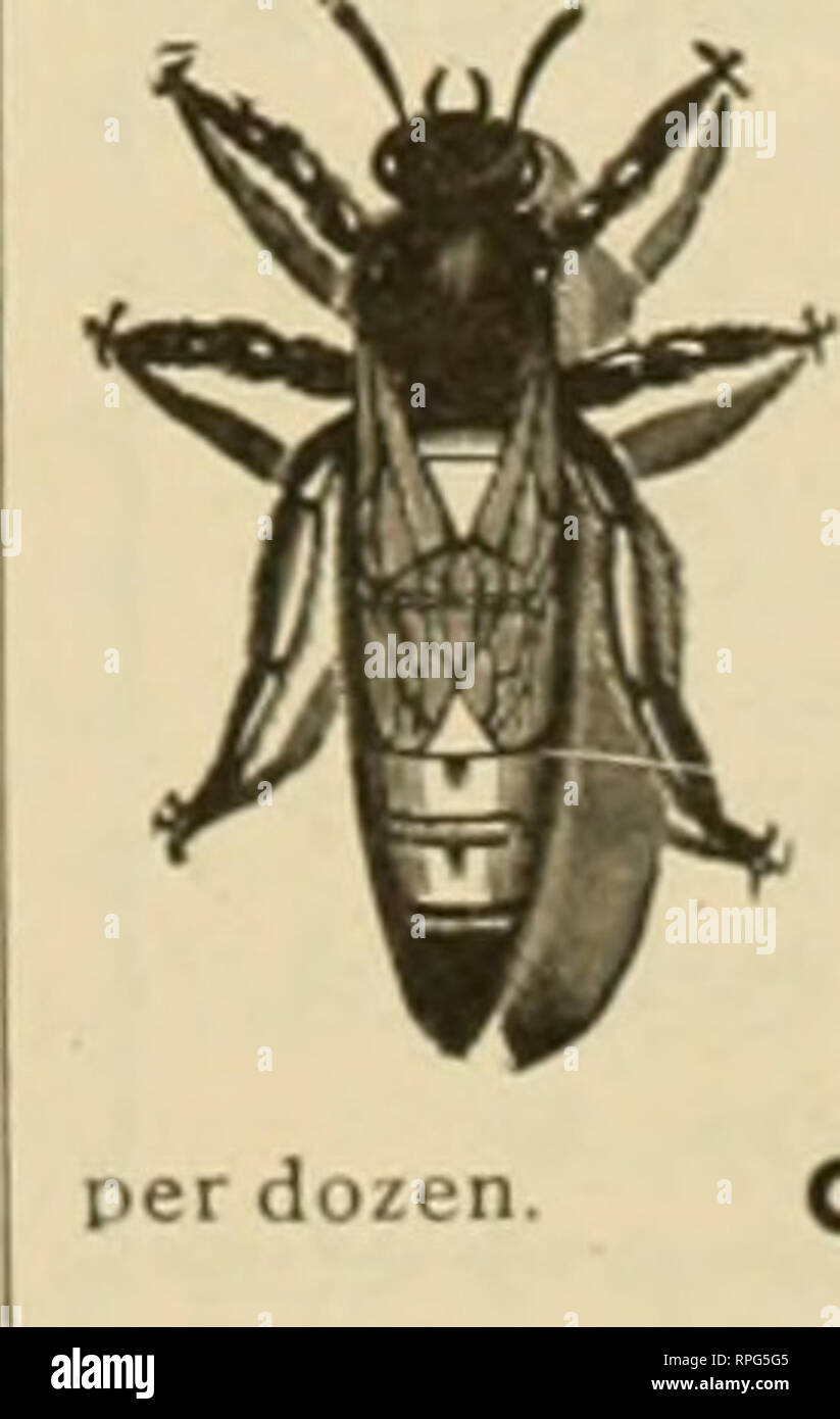 Napoleon bee hi-res stock photography and images - Alamy