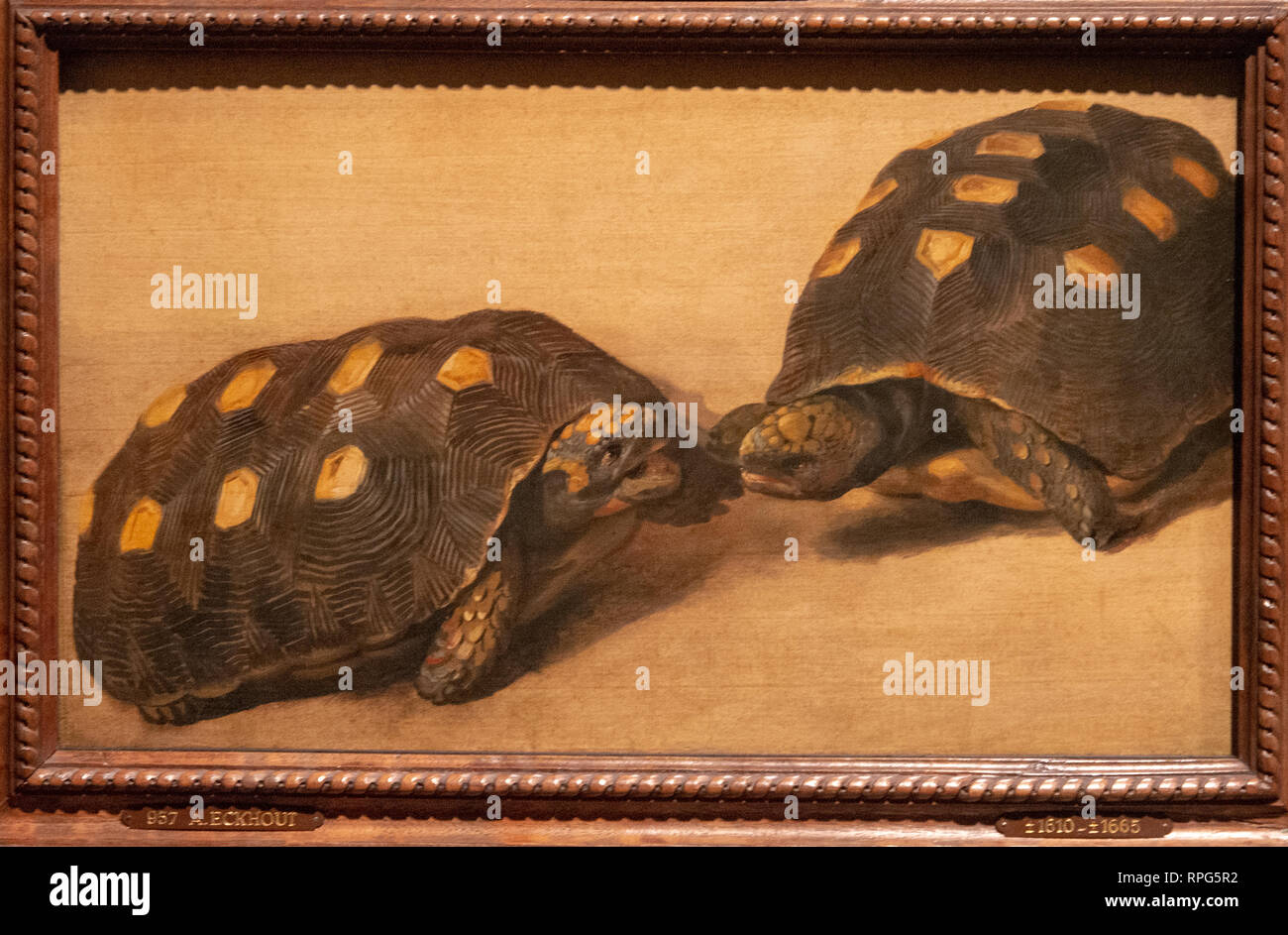 study of two brazilian tortoises by painter Albert Eckhout Stock Photo ...