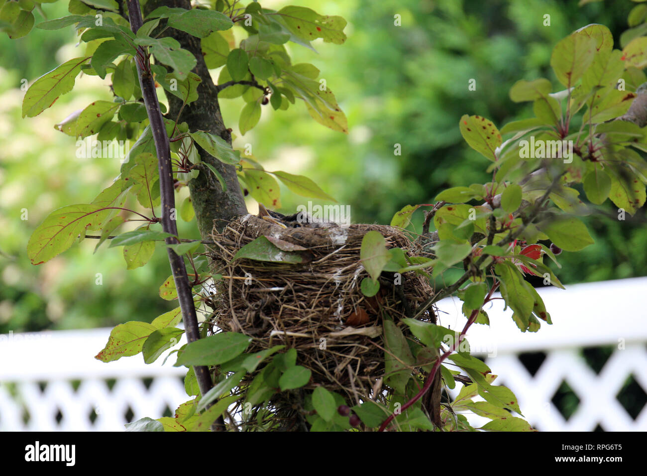Life cycle of apple tree hi-res stock photography and images - Alamy