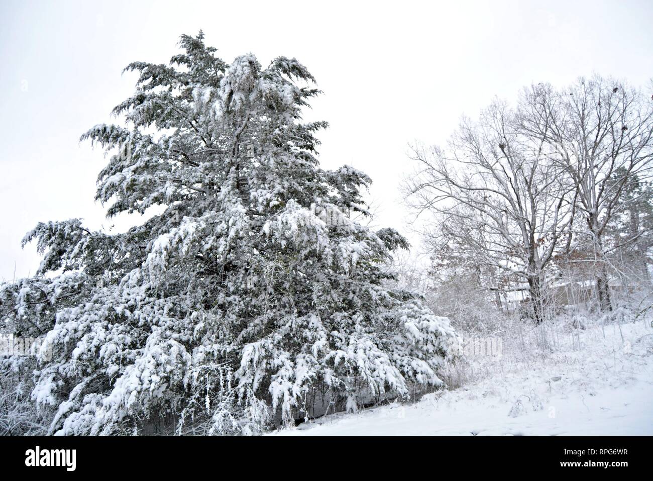 Snow covered cedar tree in hi-res stock photography and images - Alamy