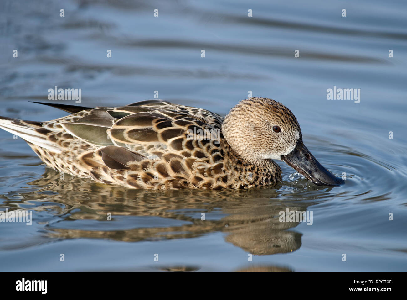 Red Shoveler Duck - Anas platalea Female on water with reflection Stock ...