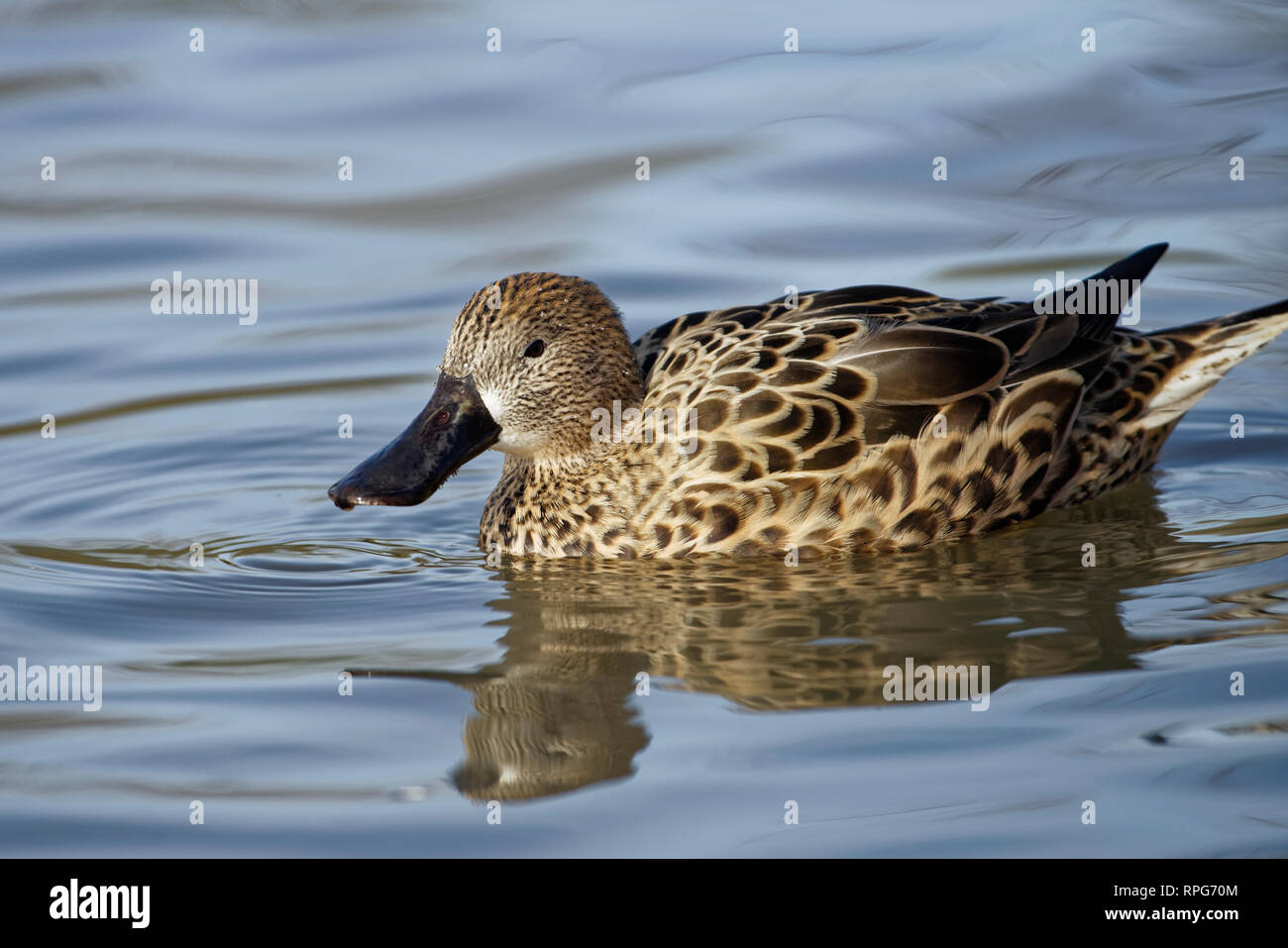 Red Shoveler Duck - Anas platalea Female on water with reflection Stock ...