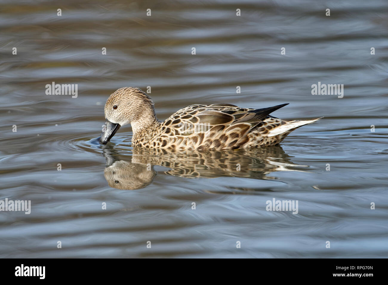 Red Shoveler Duck - Anas platalea Female on water with reflection Stock ...