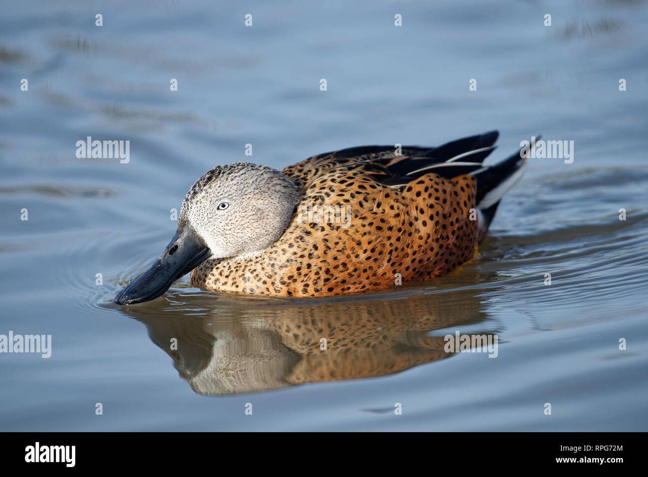 Red Shoveler Duck - Anas platalea Male on water with reflection Stock ...