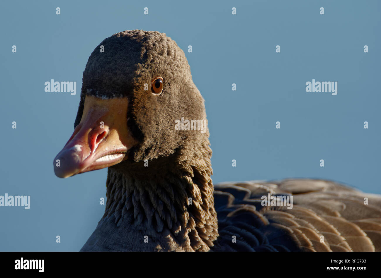 Greylag goose head and neck hi-res stock photography and images - Alamy