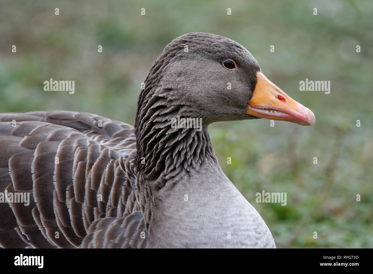 Greylag Goose - Anser anser Closeup of head & neck Stock Photo - Alamy