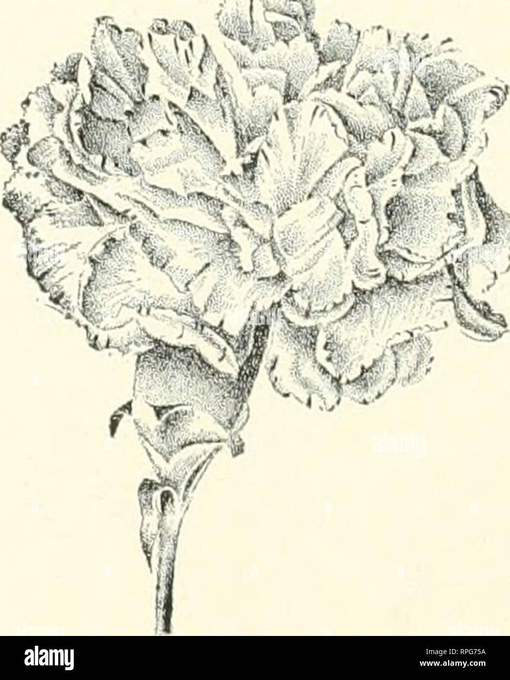 . The American carnation, how to grow it ... Carnations. Illustrations ...