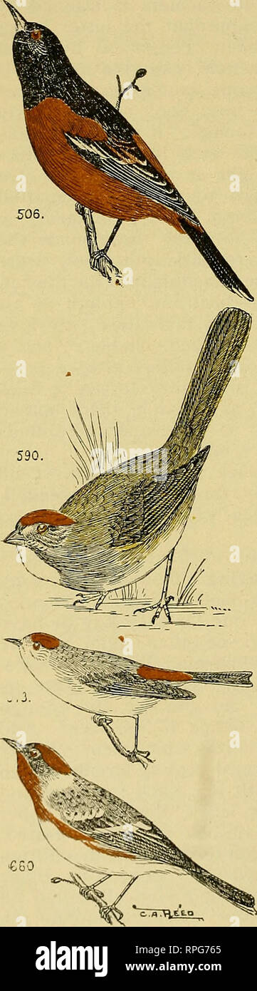 Identification Birds Of Maine Images Maine State Bird | Etsy