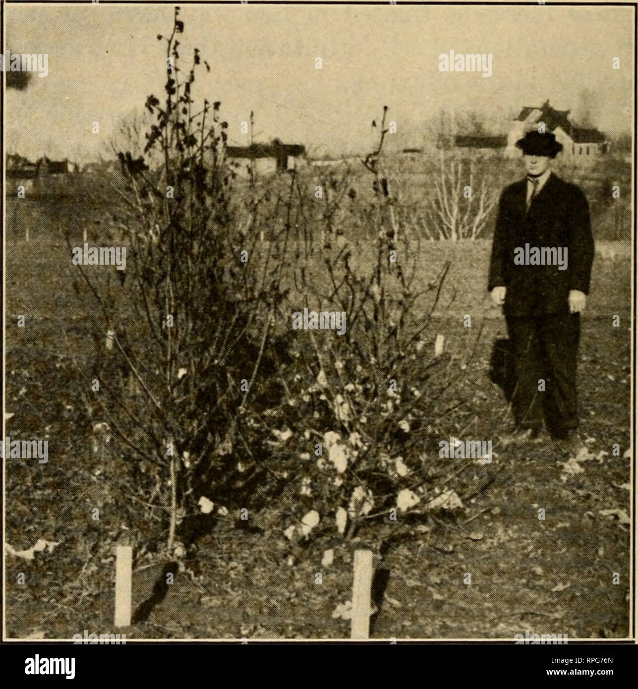 . American breeders magazine. Breeding; Plant breeding; Heredity. 274 ...