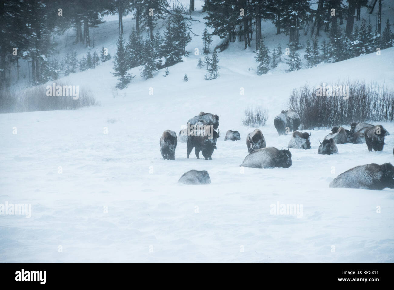 Bison snow yellowstone national park hi-res stock photography and ...