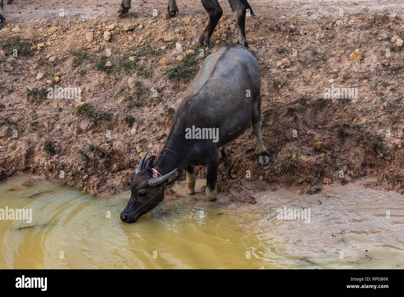 Wild buffaloes in the waters of the Mekong river on the 4000 islands ...