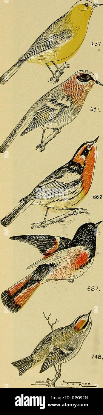 Birds chart identification bird hi-res stock photography and images - Alamy