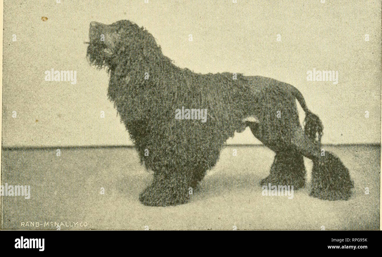 Why Is A Poodle A Utility Dog