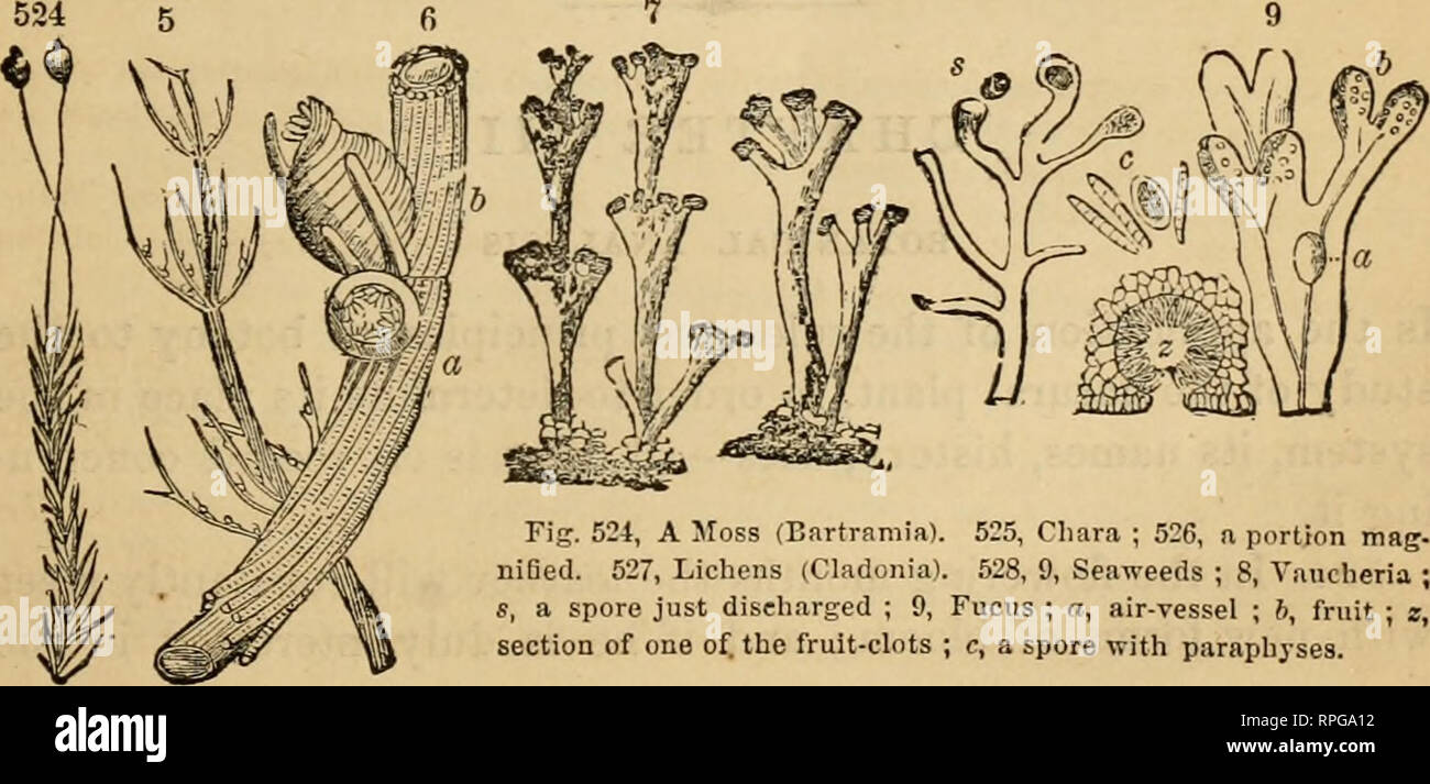 . The American botanist and florist: including lessons in the structure ...