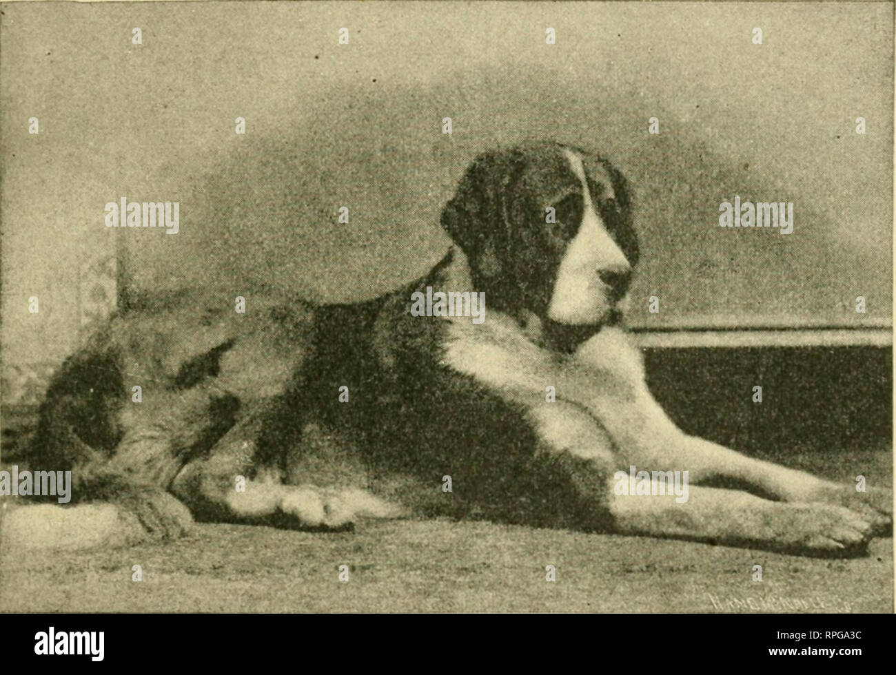 . The American book of the dog. The origin, development, special ...