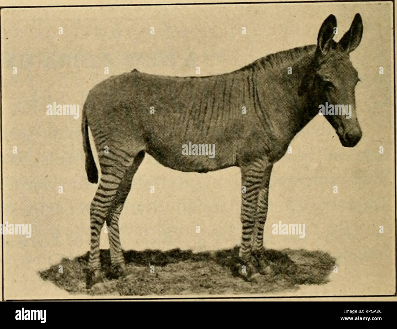 Zebrule hi-res stock photography and images - Alamy