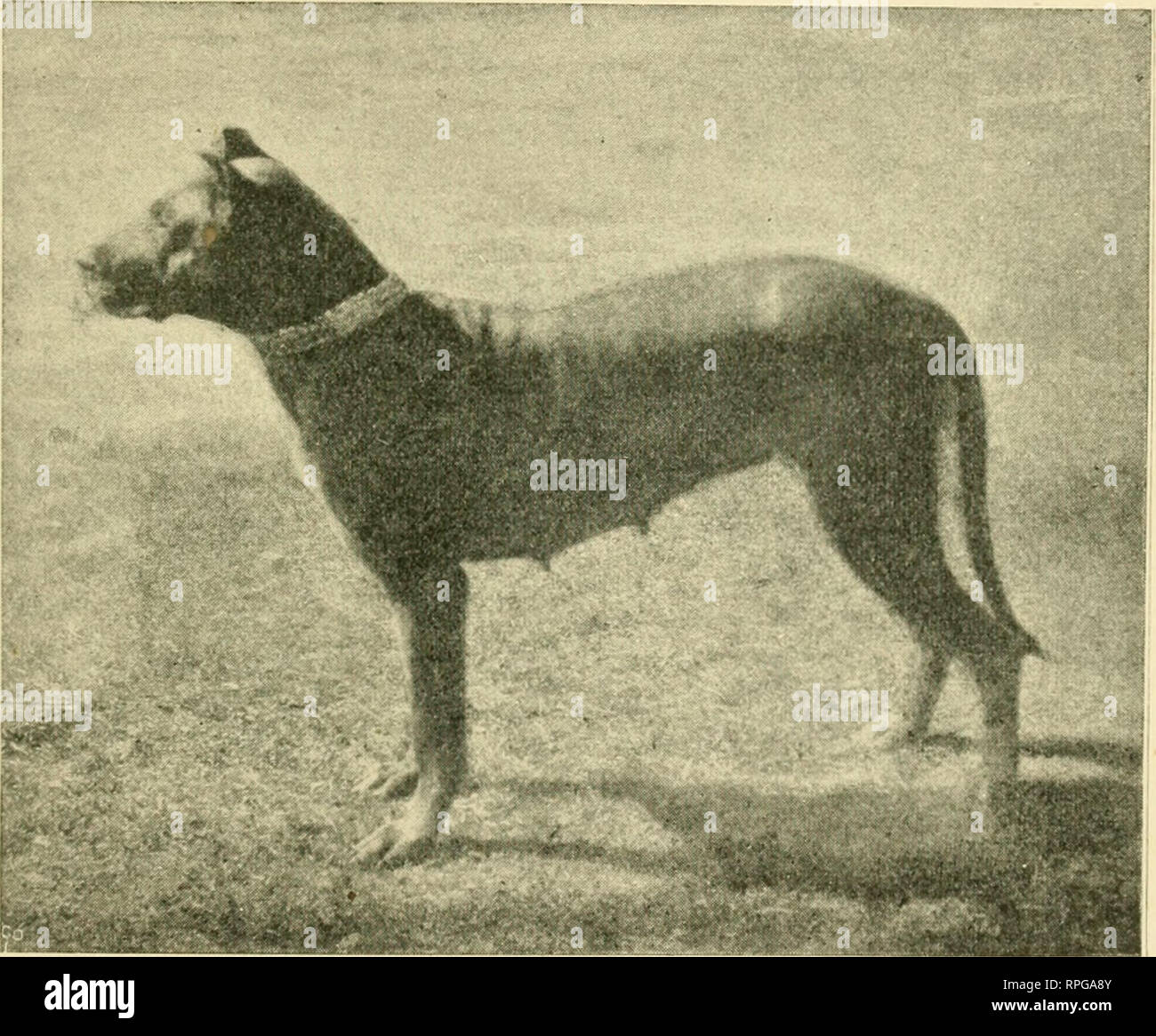 What Is A Utility Dog Title