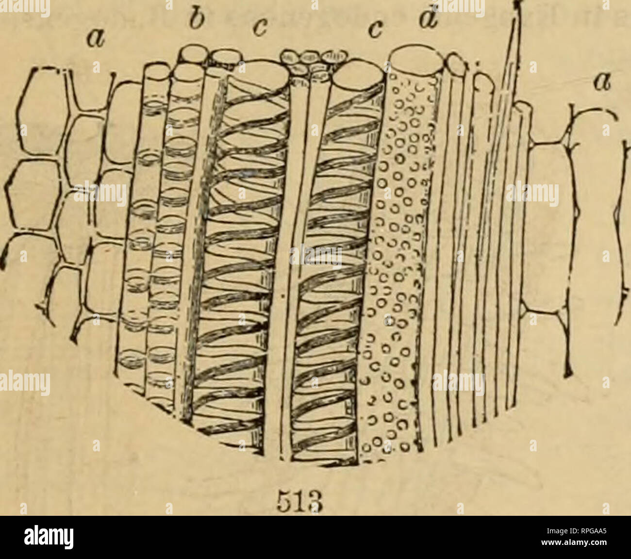 . The American botanist and florist: including lessons in the structure ...