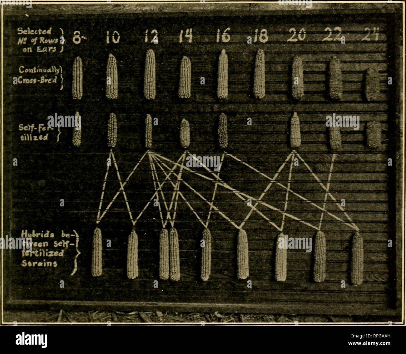 Hybridization of corn hi-res stock photography and images - Alamy