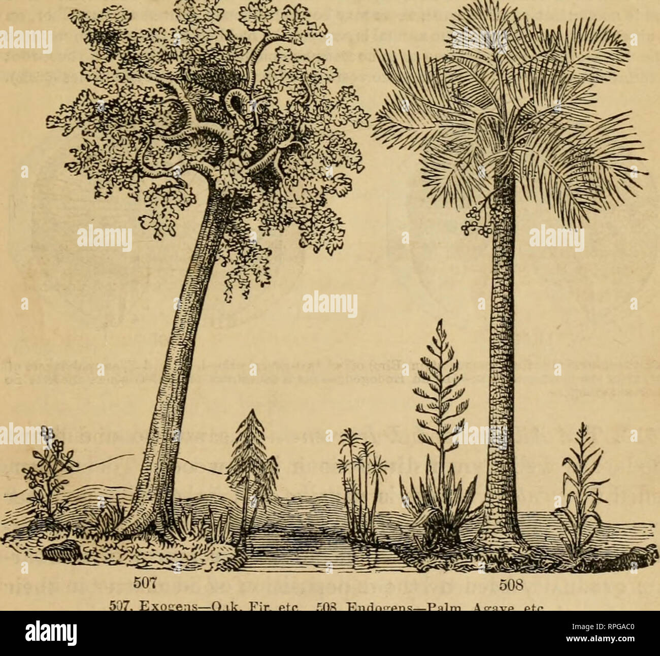 . The American botanist and florist: including lessons in the structure ...