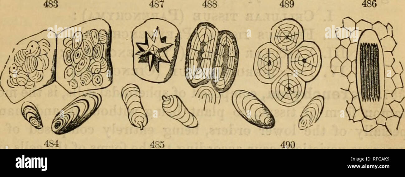 Raphides hi-res stock photography and images - Alamy