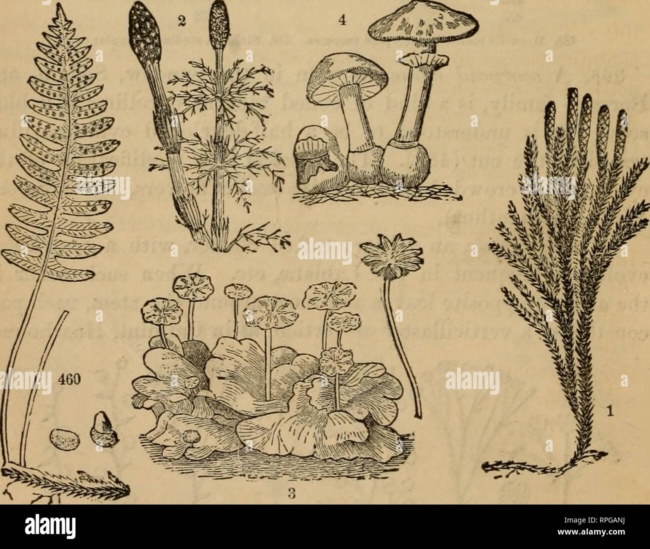 Corymb umbel hi-res stock photography and images - Alamy