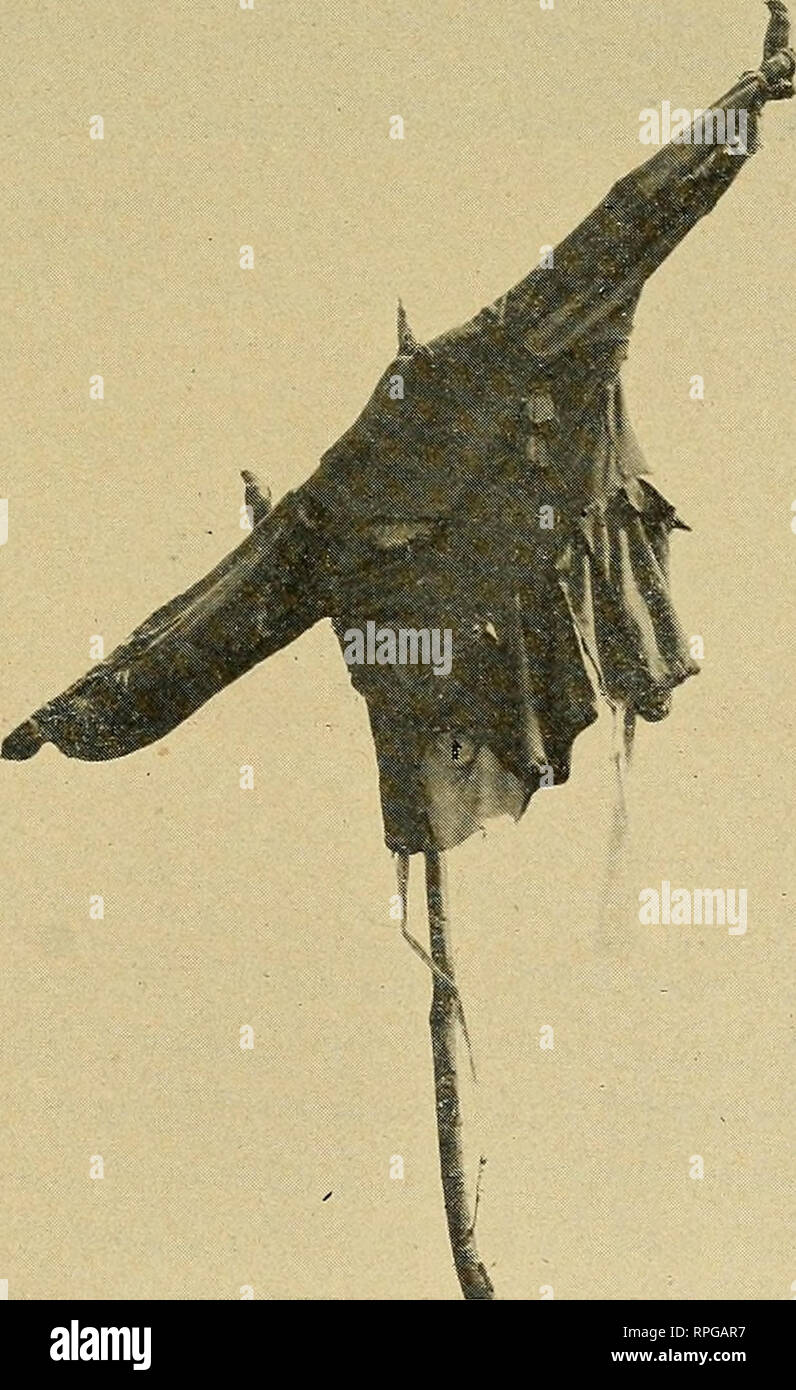 Choosing a nesting site hi-res stock photography and images - Alamy