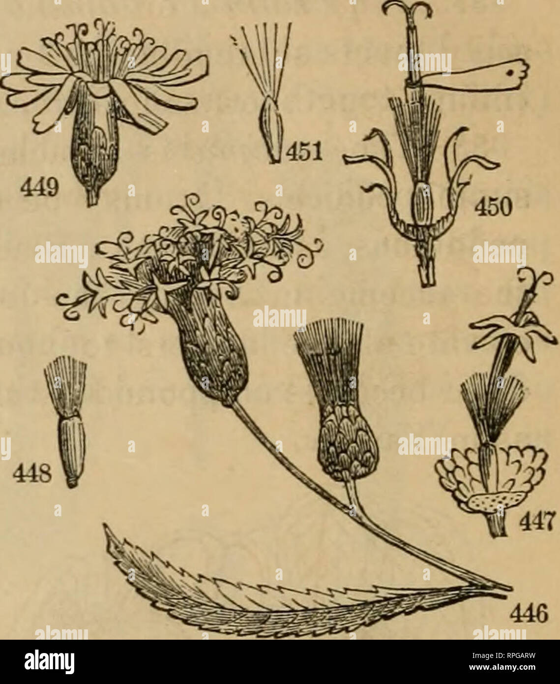 . The American botanist and florist: including lessons in the structure ...