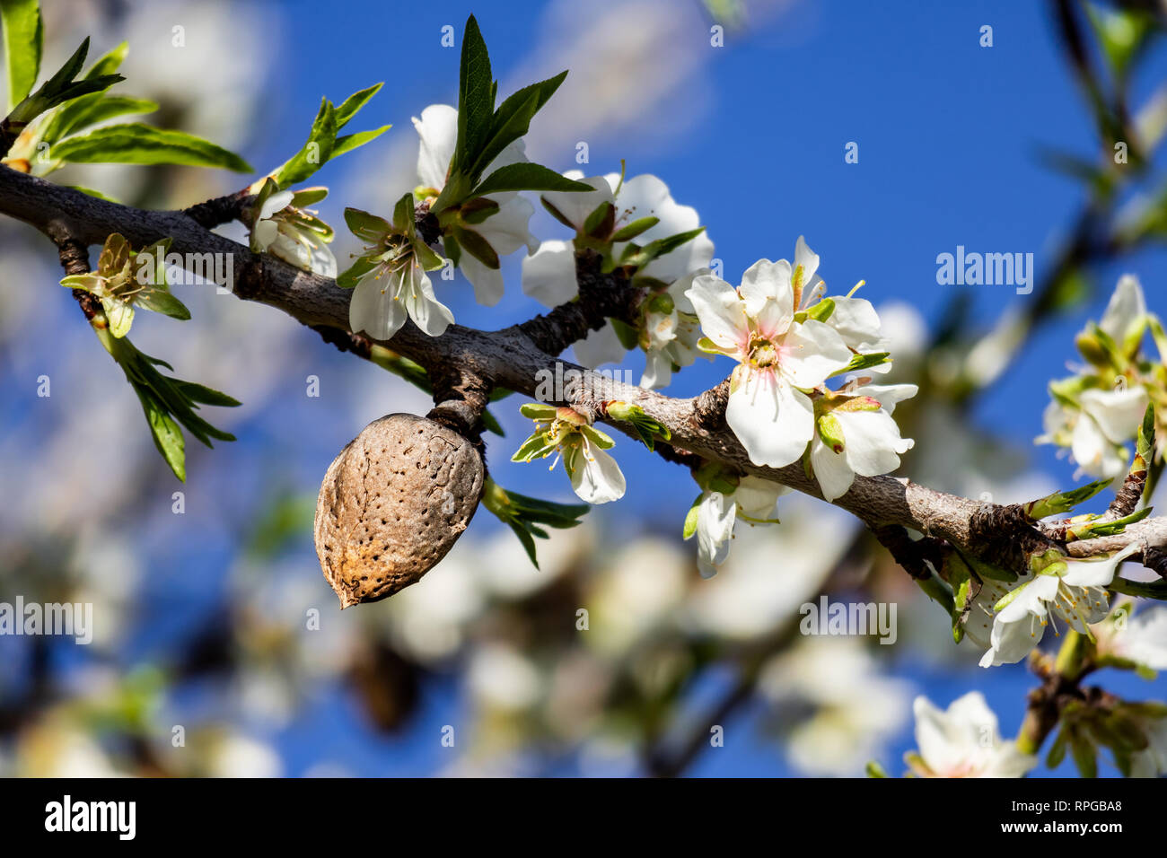 Almond blossom and drupe Stock Photo - Alamy