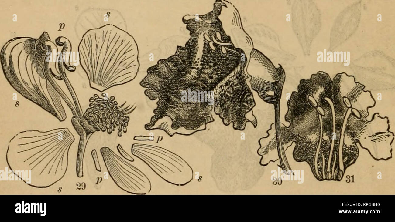 Parts Of A Poppy High Resolution Stock Photography and Images - Alamy