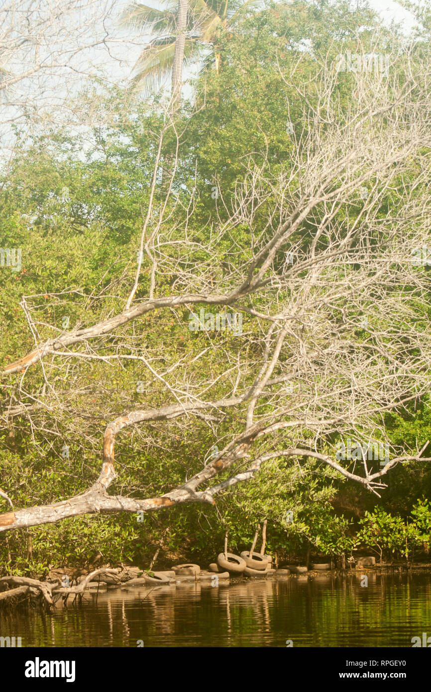 Scenes from the mangrove swamp in Barra de Santiago, Ahuachapan, El ...