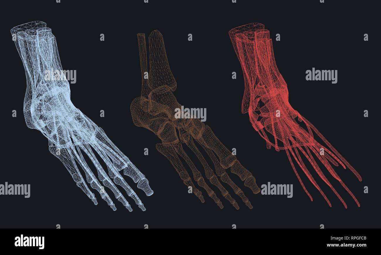 Wireframe of the human foot. Human foot with muscles and separately ...