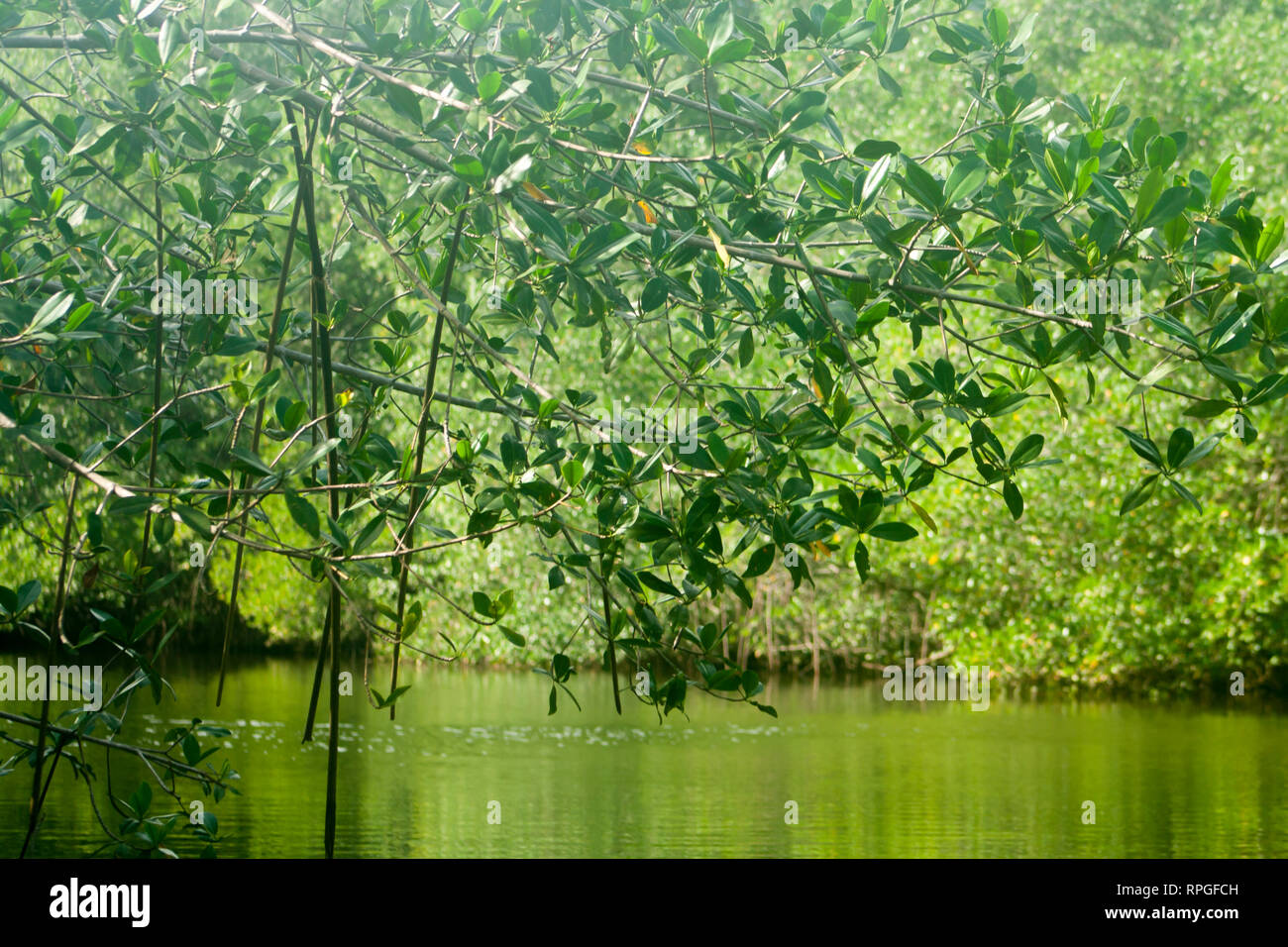 Scenes from the mangrove swamp in Barra de Santiago, Ahuachapan, El ...