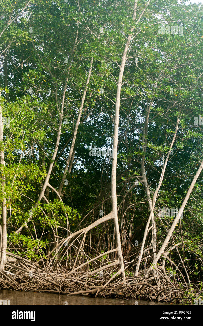 Scenes from the mangrove swamp in Barra de Santiago, Ahuachapan, El ...